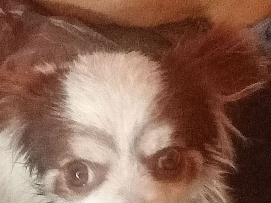 Чихуашка,мальчик