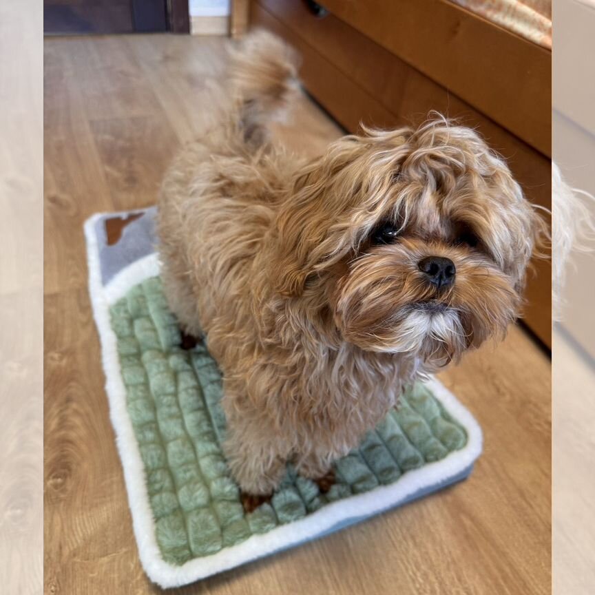 Мальтипу, щенок