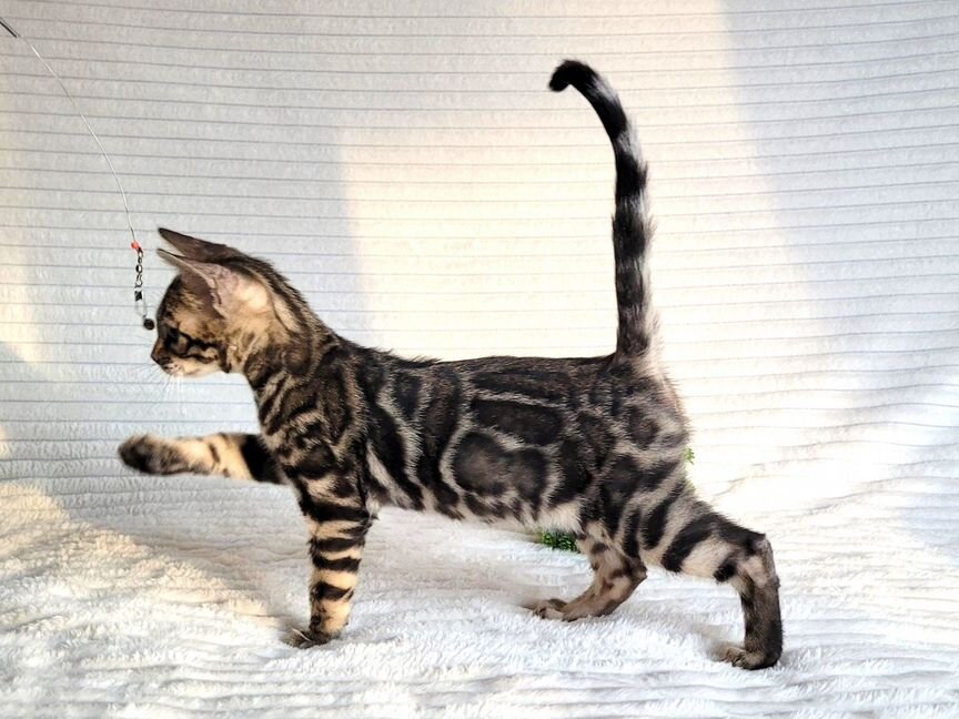Бенгальские котята 3 месяца