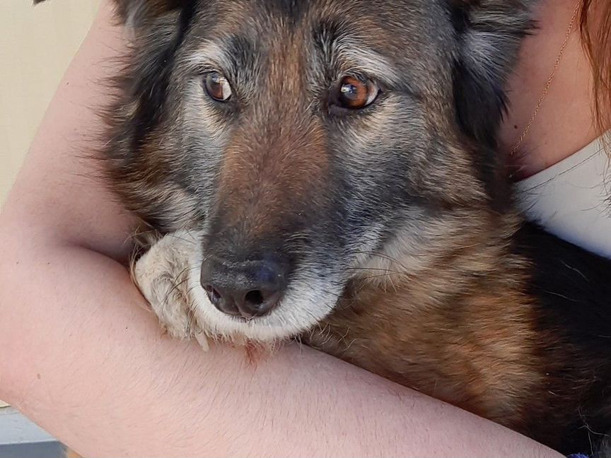 Миниатюрная Фике боится собак в приюте