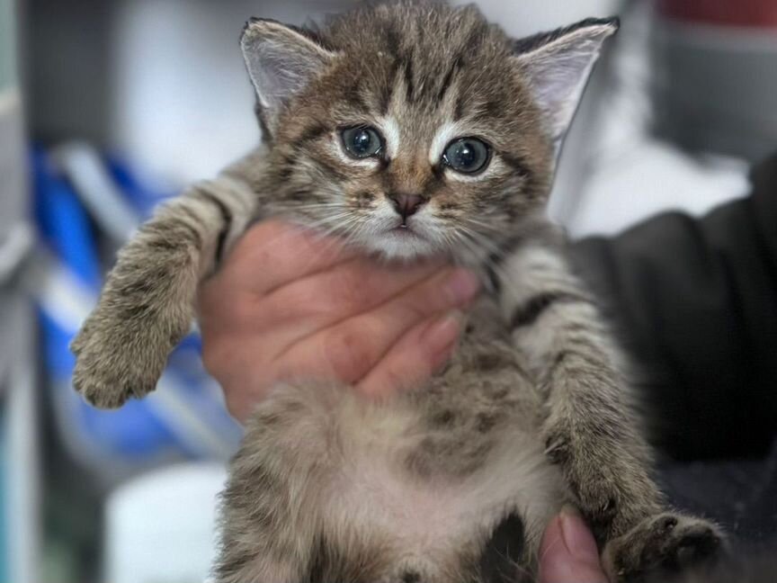 Котенок мальчик в добрые руки