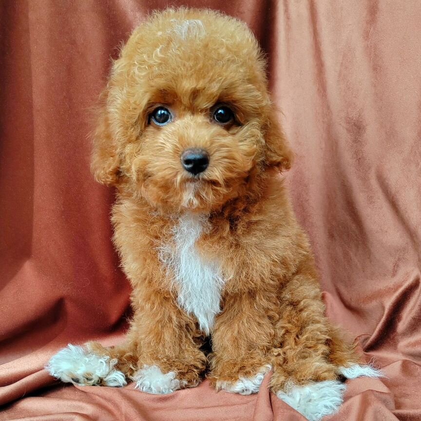 Мальтипу яркий мальчик