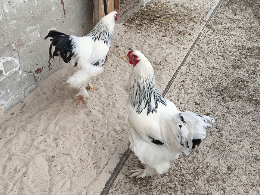 Петух брама