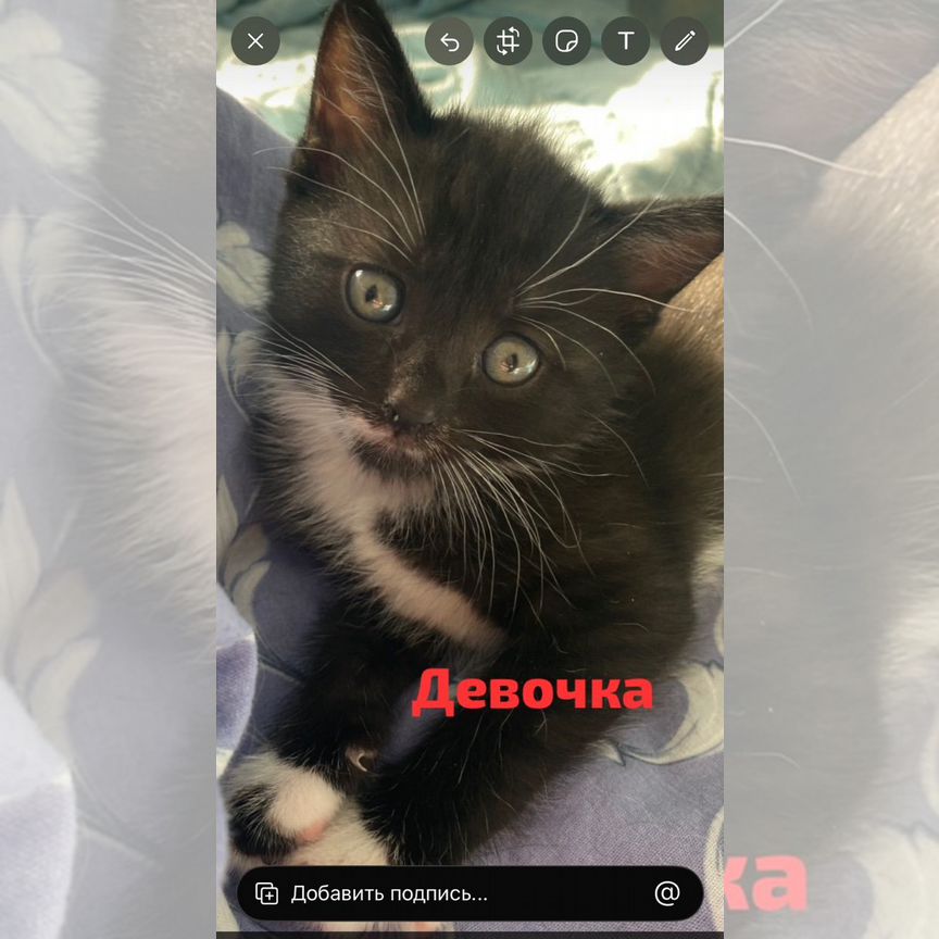 Котята в добрые руки