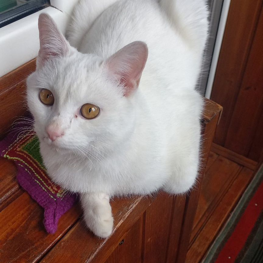 Котик 6-8 месяцев