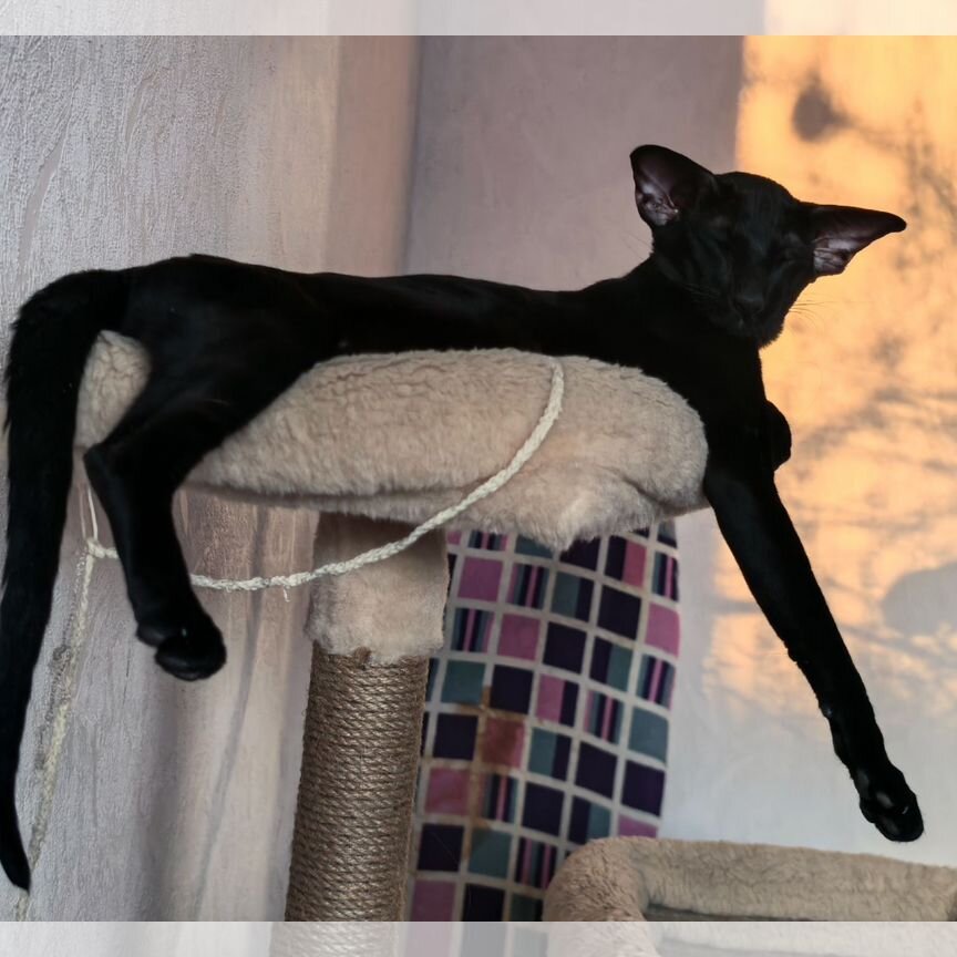 Ориентальный кот, вязка