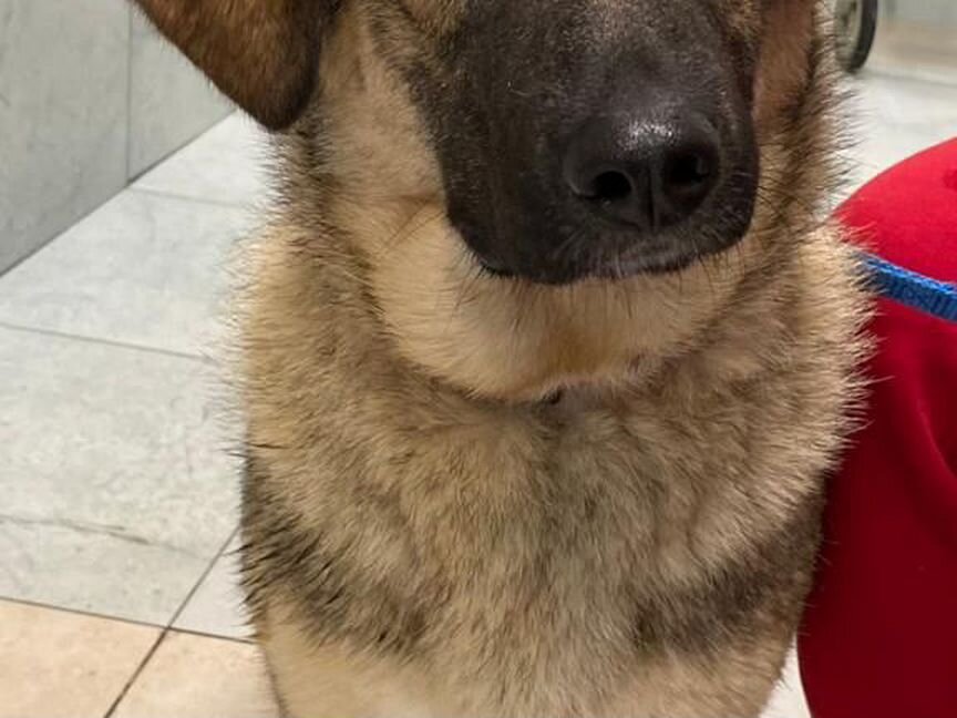 Собака в беде в добрые руки