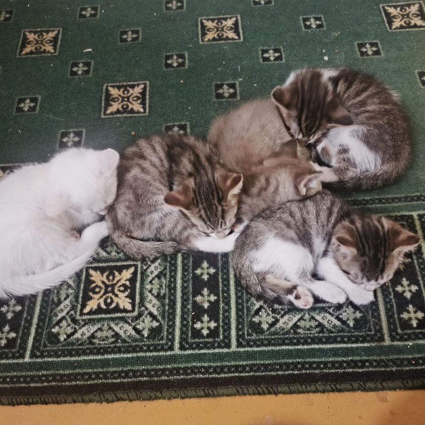 Котёнок от частного владельца