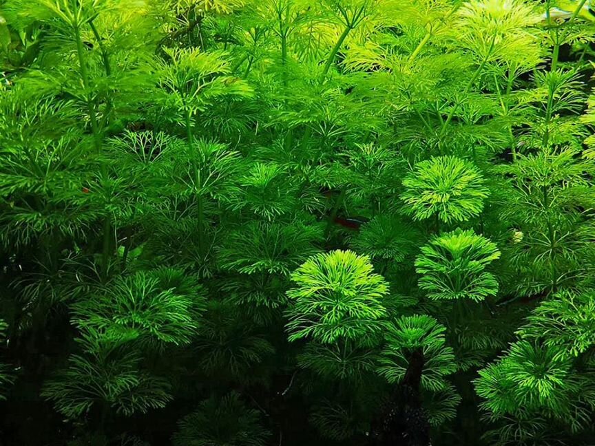 Лимнофила разнолистная (гетерофила)