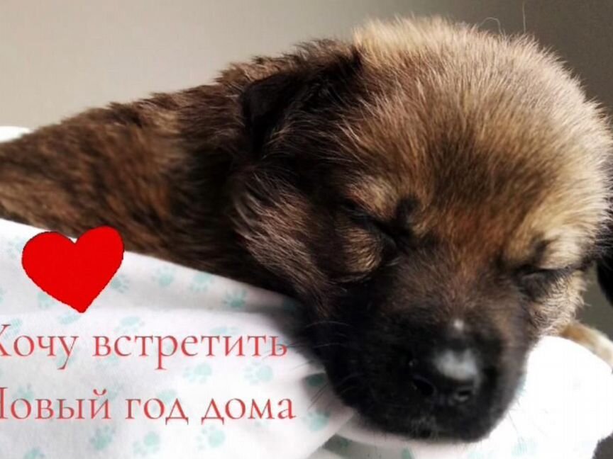 Мечтаю о доме в новый год