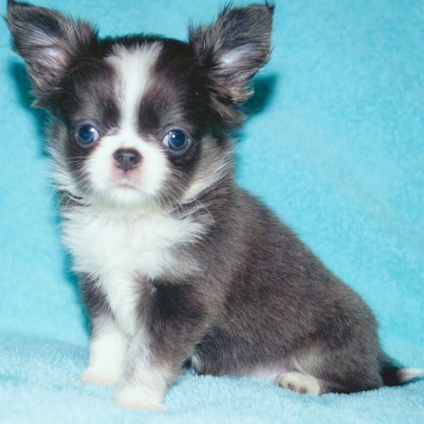 Чихуахуа, щенок