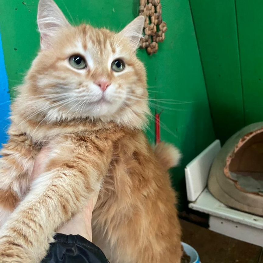 Ласковая рыжая кошечка