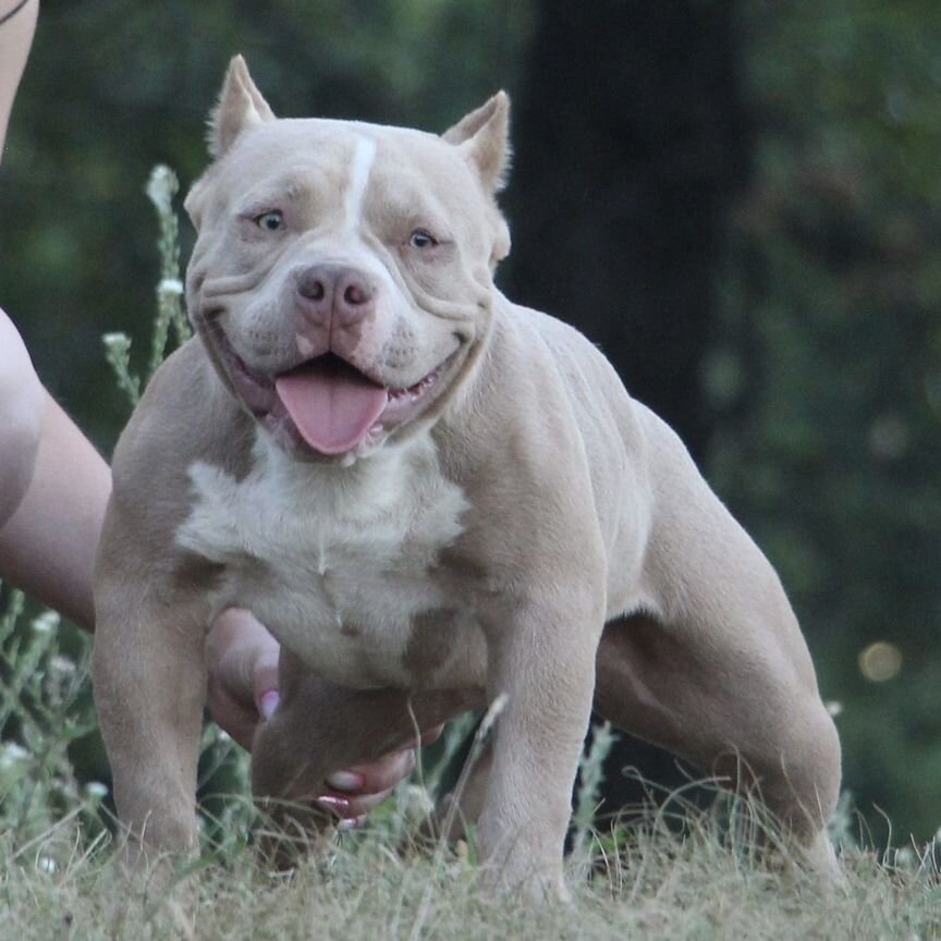 Американский булли Рокко линия