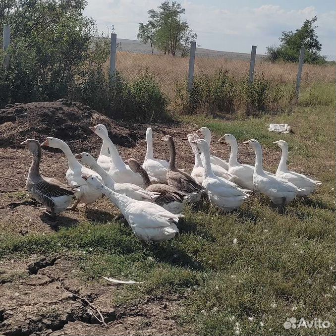 Холмогорские гуси, Линда