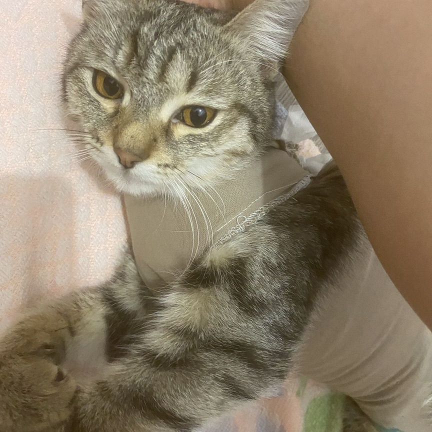 Молодая кошечка