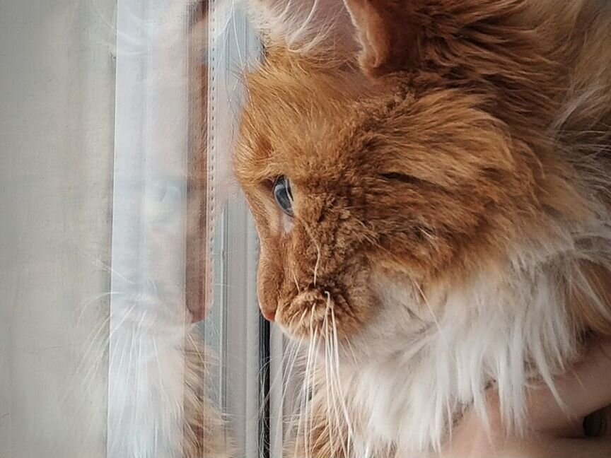 Кошка рыжая,ищет дом