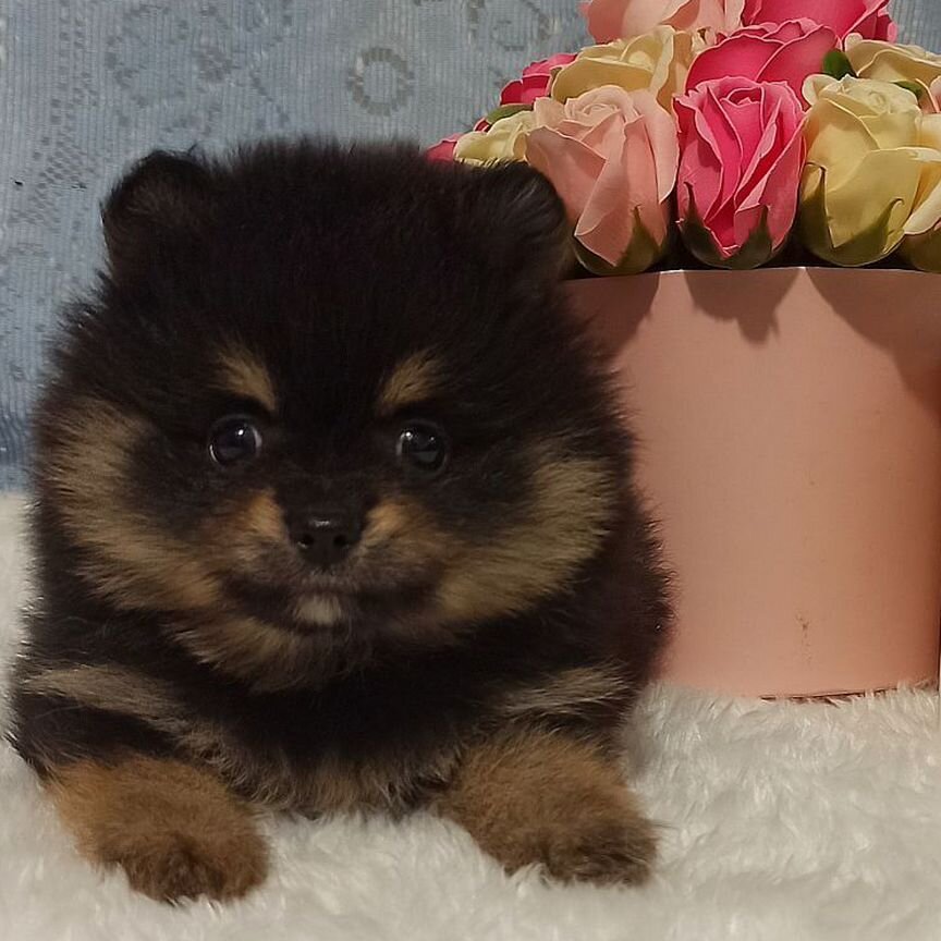 Померанский шпиц, щенок