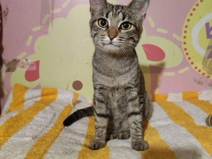 Малышка Сима