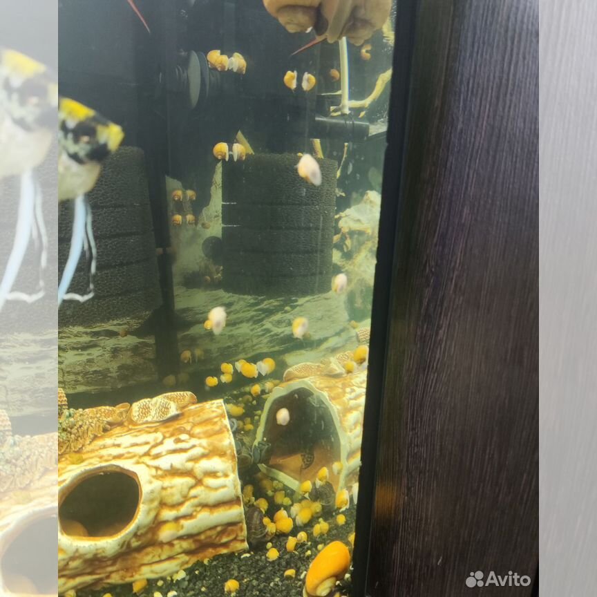 Улитки аквариумные ампулярии