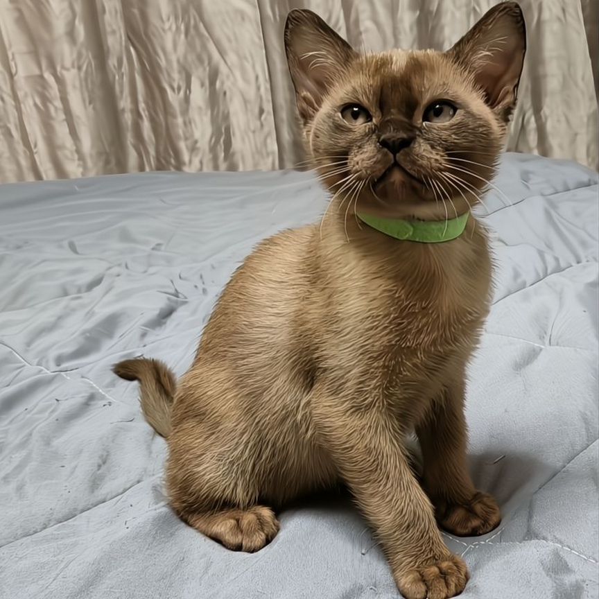 Европейский бурманский котёнок