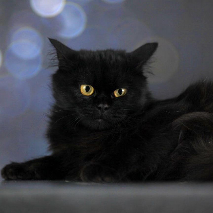 Черника кошка