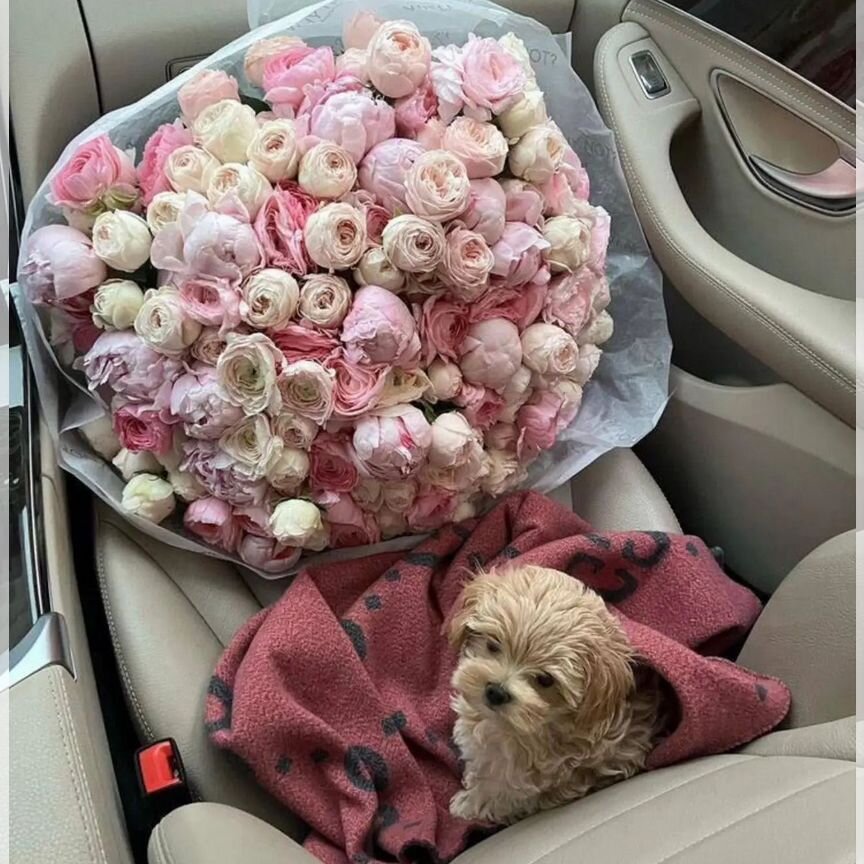 Мальтипу, щенок