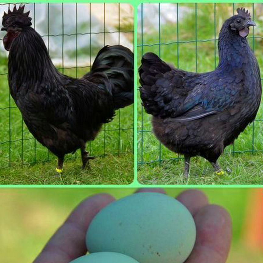 Инкубационное яйцо ухейилюй