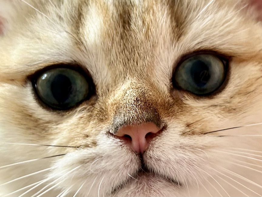 Котенок Британская золотая шиншилла