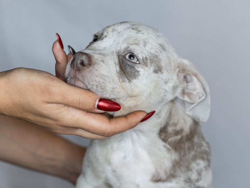 Булли девочки