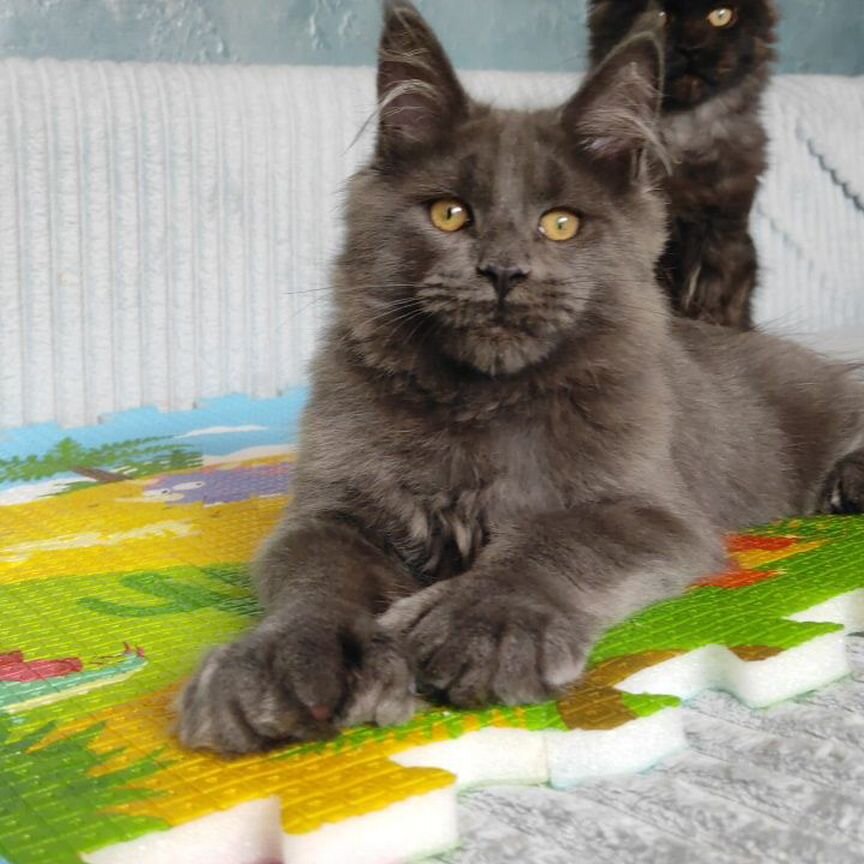 Котята мейн-кун полидакт