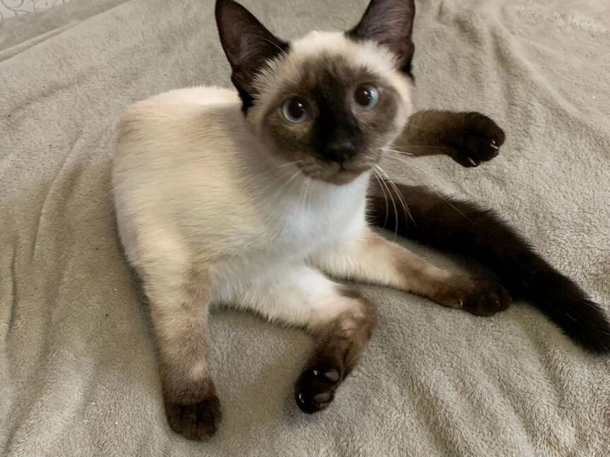 Кошка сиамская