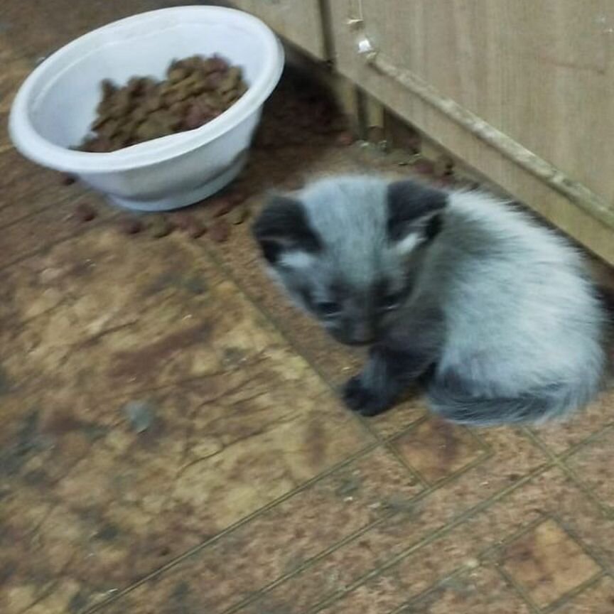 Котята