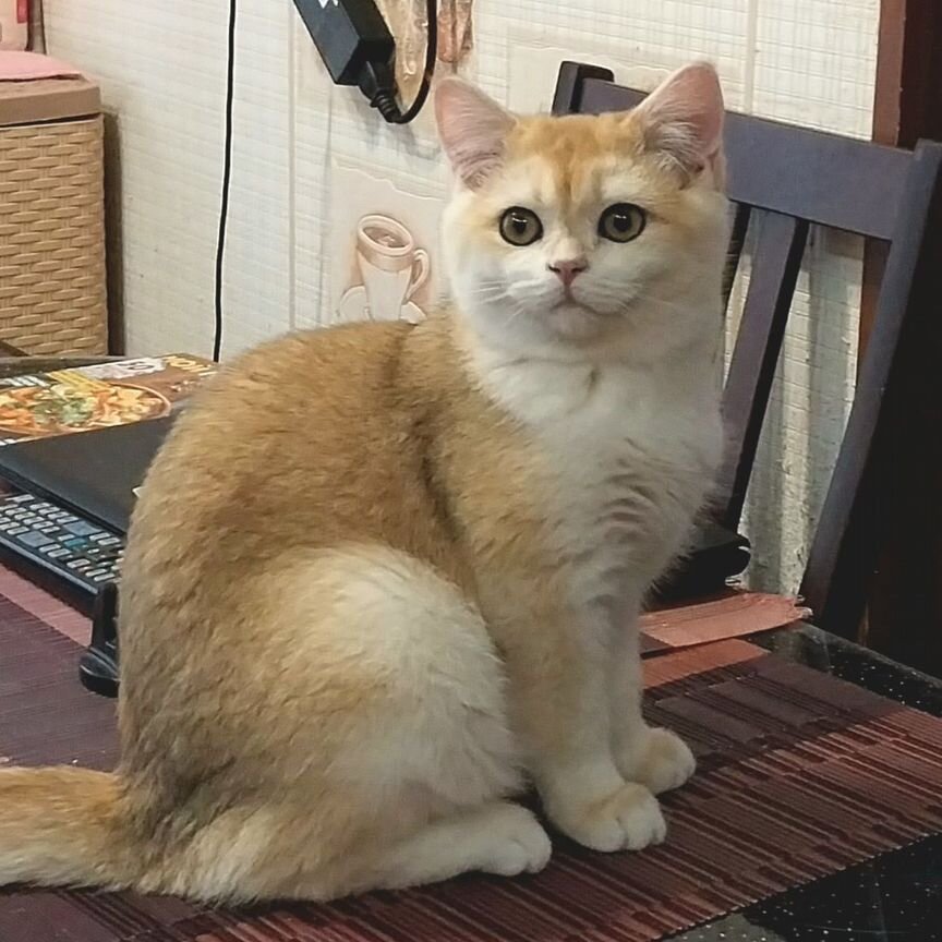 Шотландский,котёнок золотая шиншилла, 5 месяцев