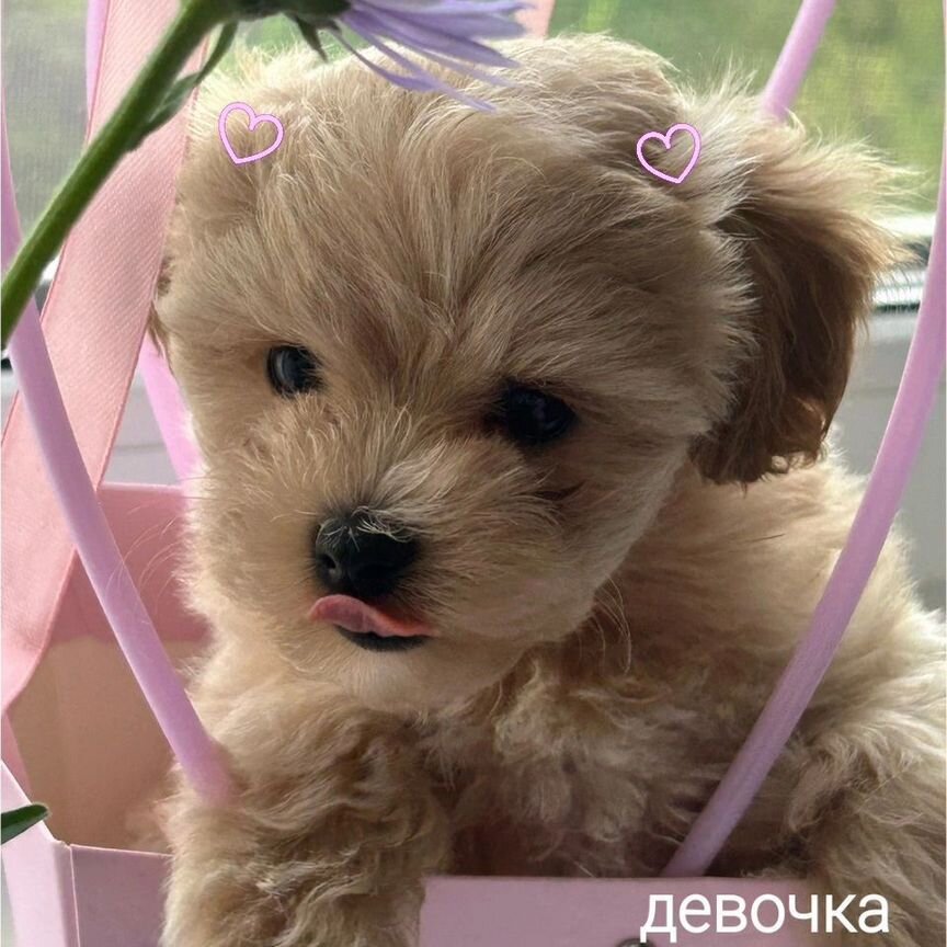 Мальтипу, щенок