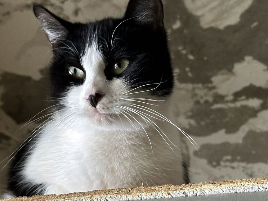 Котик из приюта ищет дом