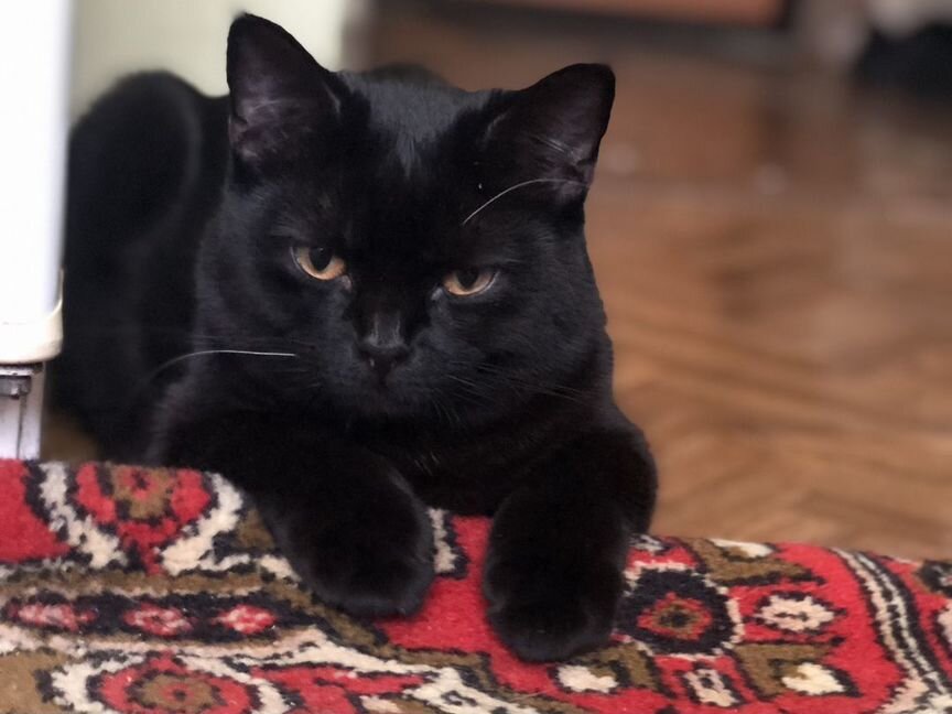 Кот на вязку