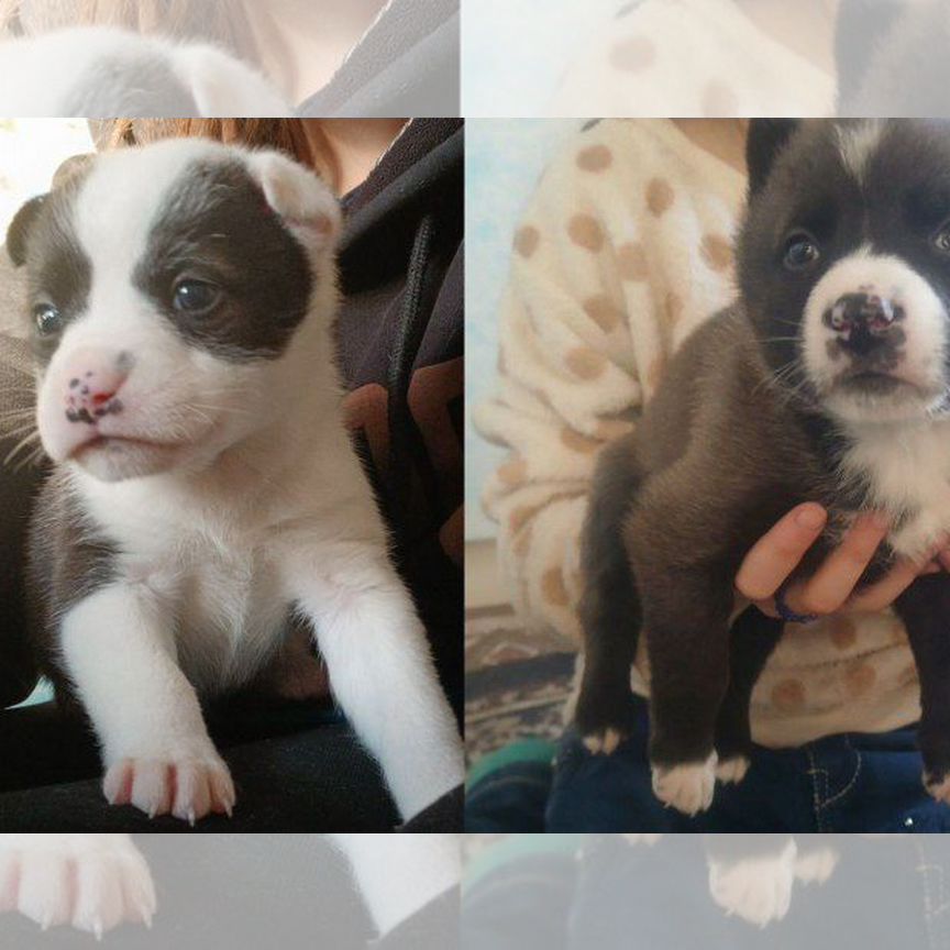 Щенок в добрые руки