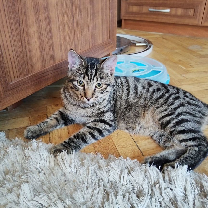 Максимилиан