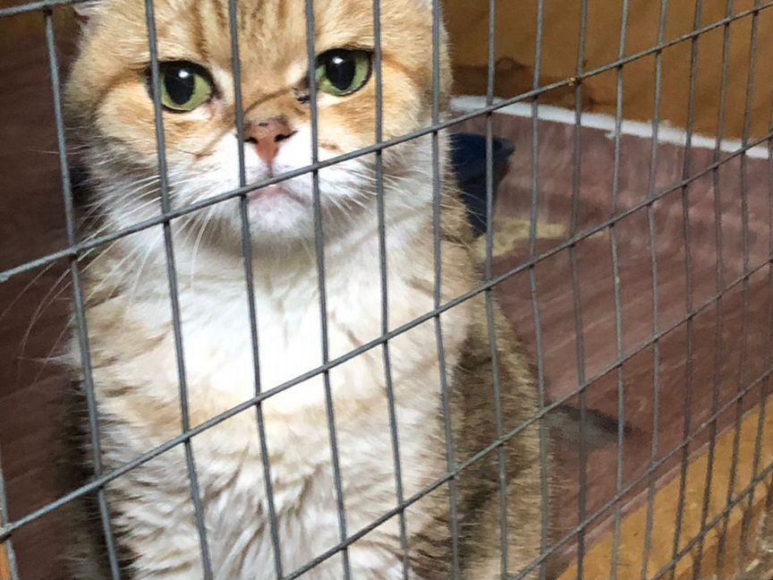 Золотая британская кошка в добрые руки. Бесплатно