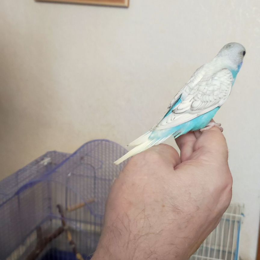 Птенцы волнистых попугаев