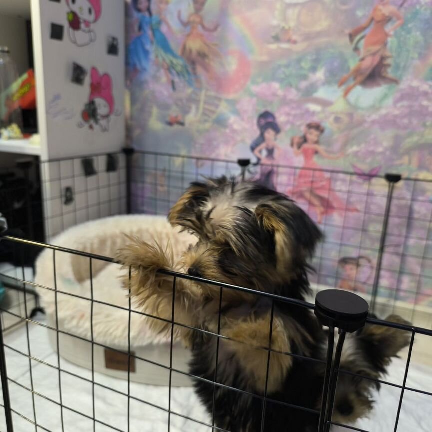 Йоркширский терьер щенки