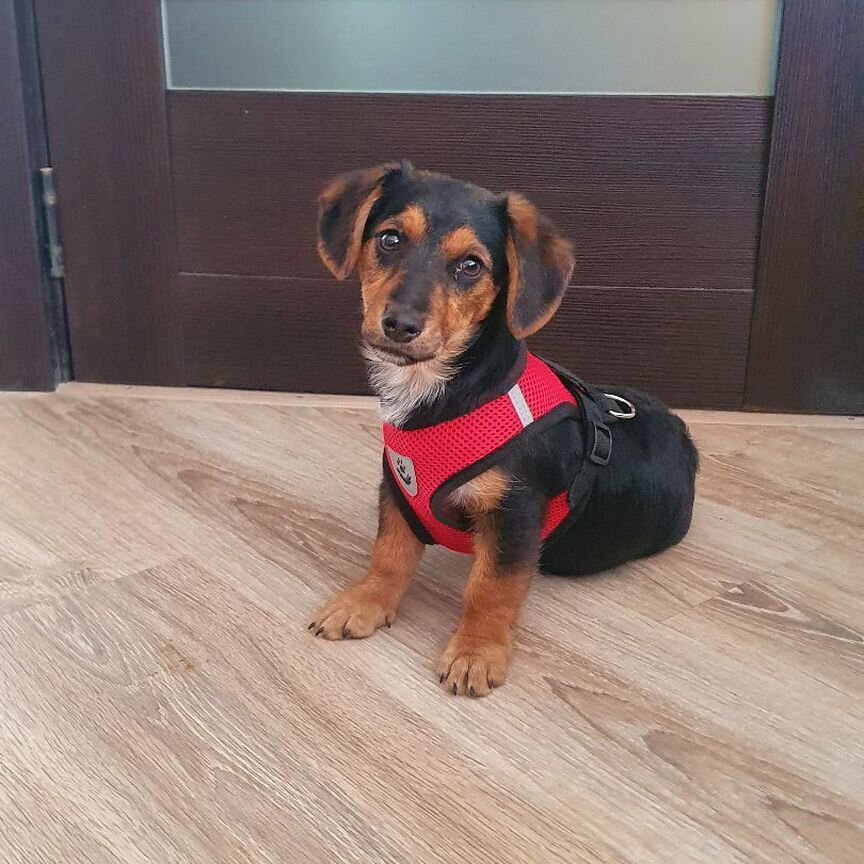 Собака в добрые руки щенок