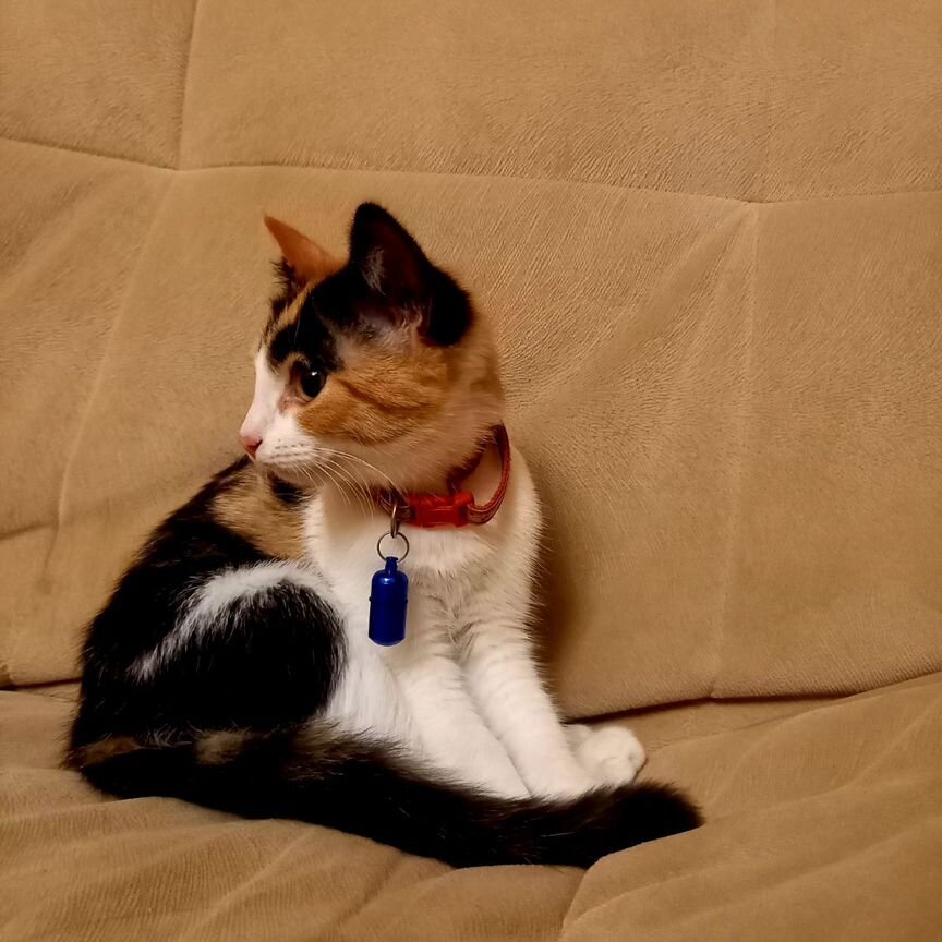 Котёнок