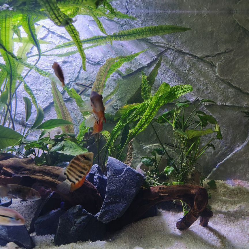 Объемный фон для аквариума на заказ