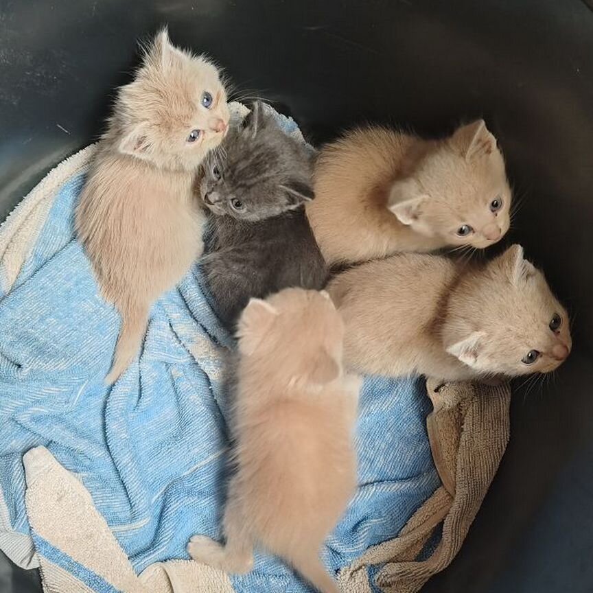 Котята в добрые руки