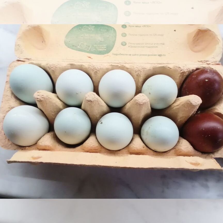 Инкубационное яйцо породной птицы