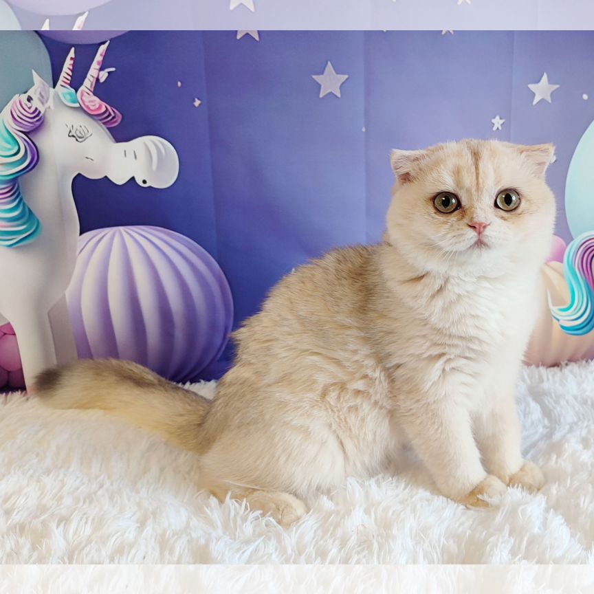 Шотландская вислоухая