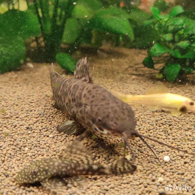 Сом таракатум