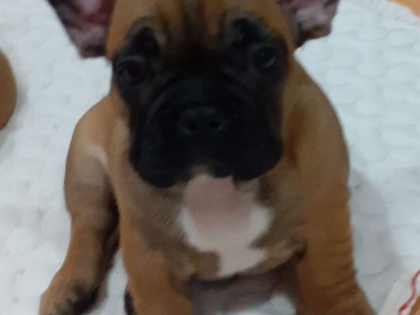 Бульдожечка Норд