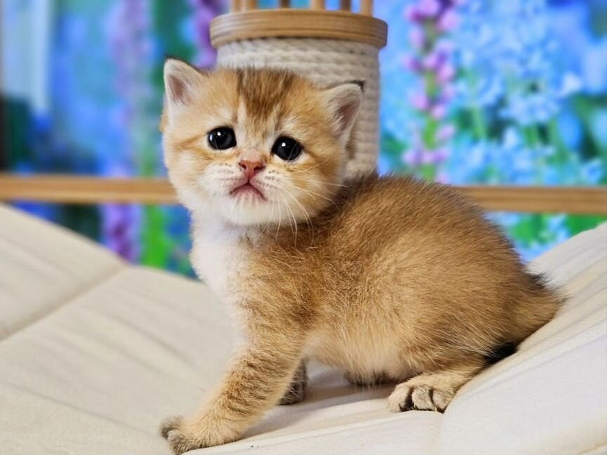 Девочка красавица